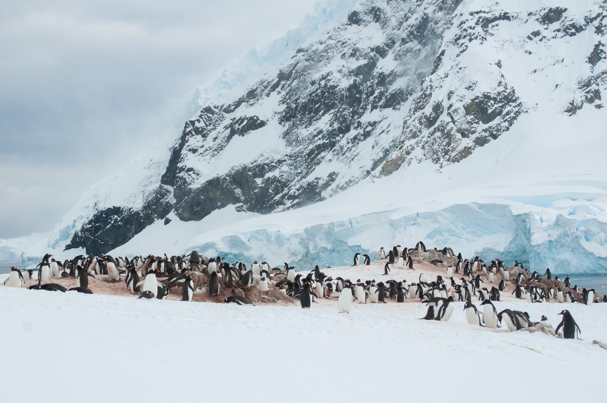 Falklands, South Georgia & Antarctica – Polar Cruises