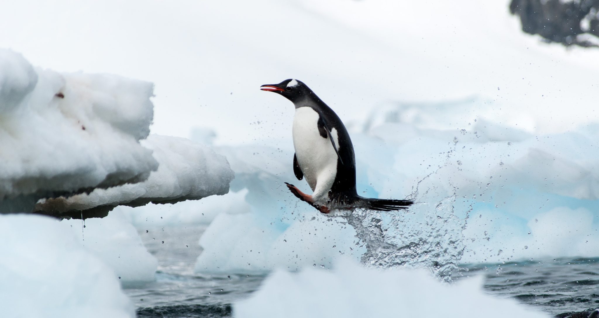 Antarctica Direct: Sail and Fly the Drake Passage | Polar Cruises