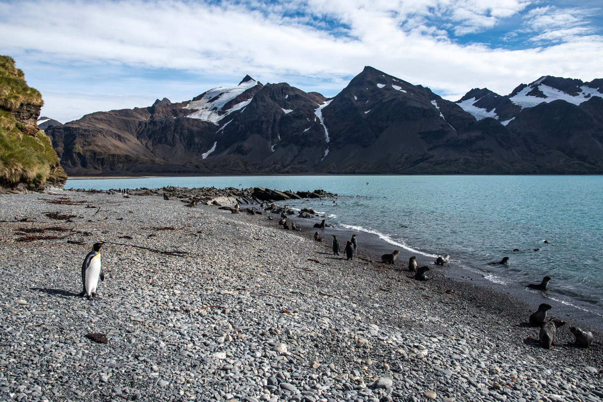 Is it worth it to add in the Falklands & South Georgia? - Polar Cruises