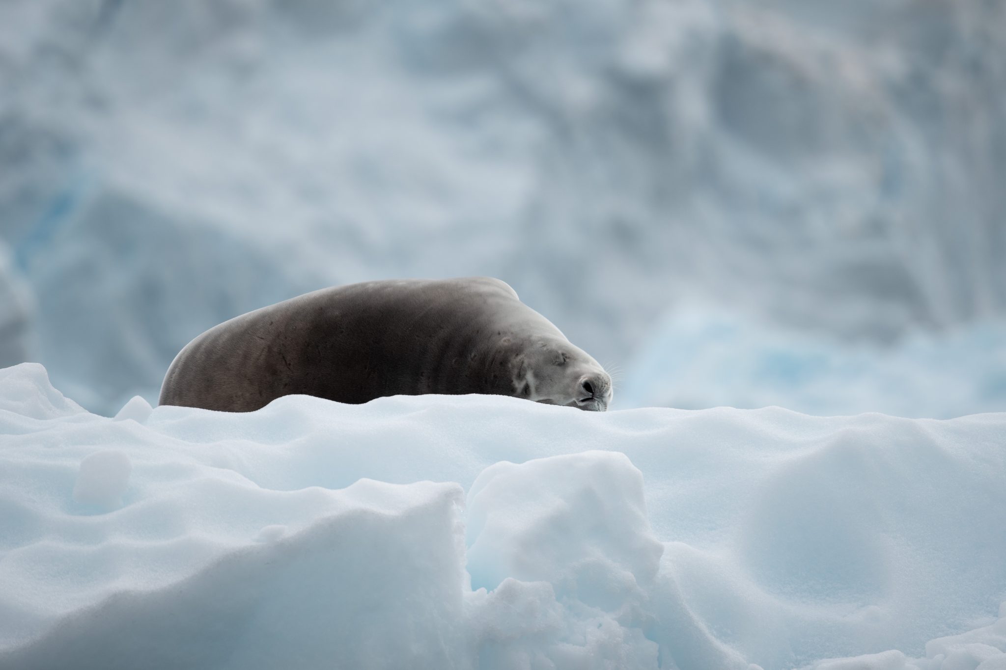Antarctic Express: Fly the Drake – Polar Cruises