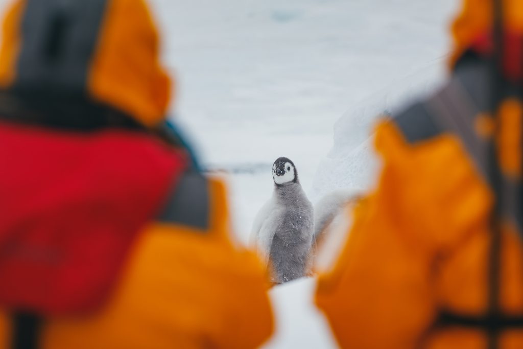 Emperor Penguin Quest: Expedition to Snow Hill – Polar Cruises