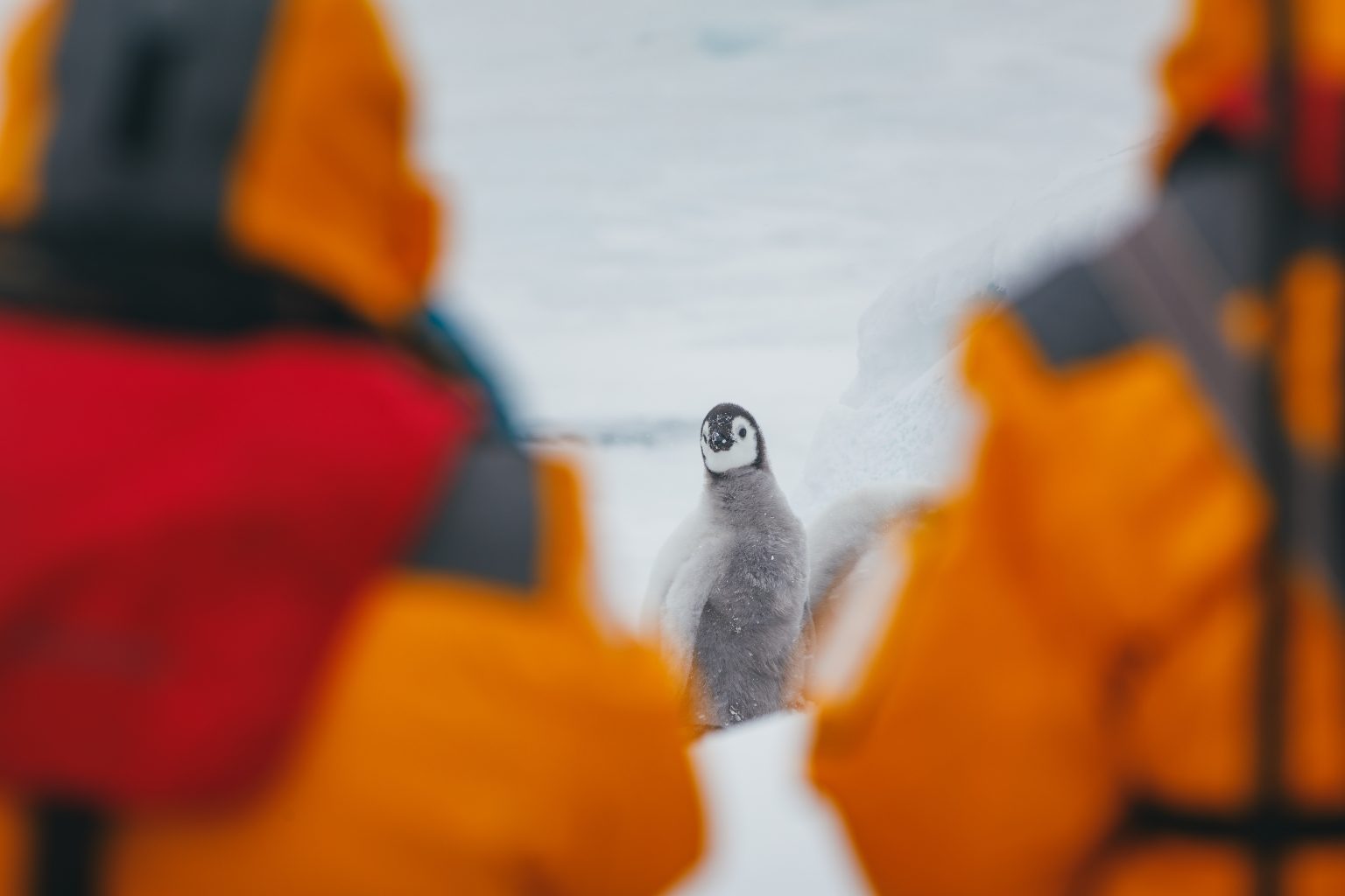 Emperor Penguin Quest: Expedition to Snow Hill – Polar Cruises