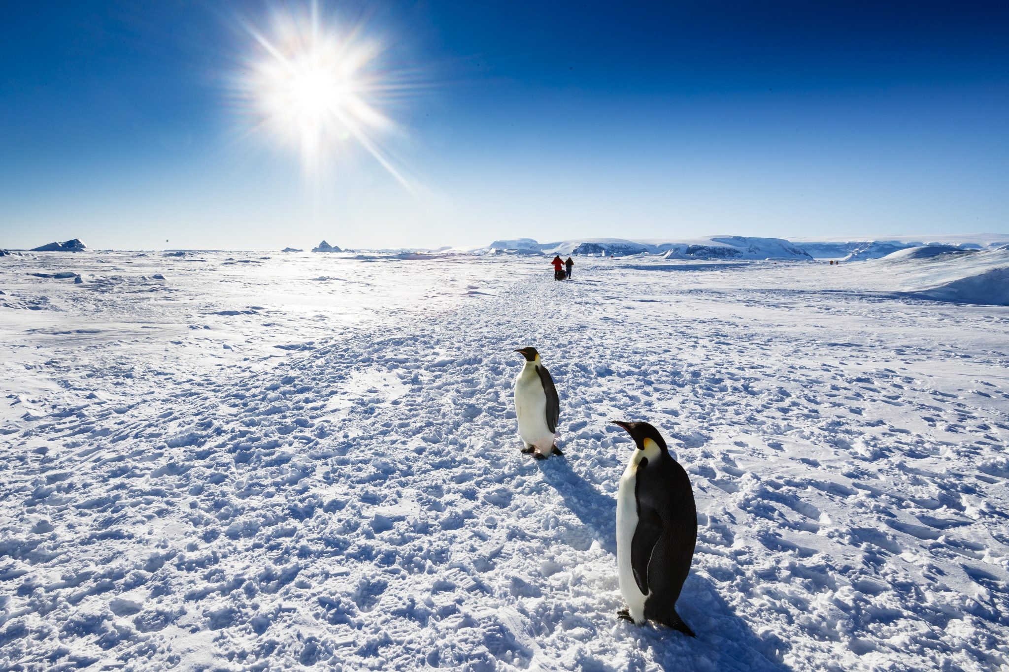 Emperor Penguin Quest: Expedition to Snow Hill – Polar Cruises