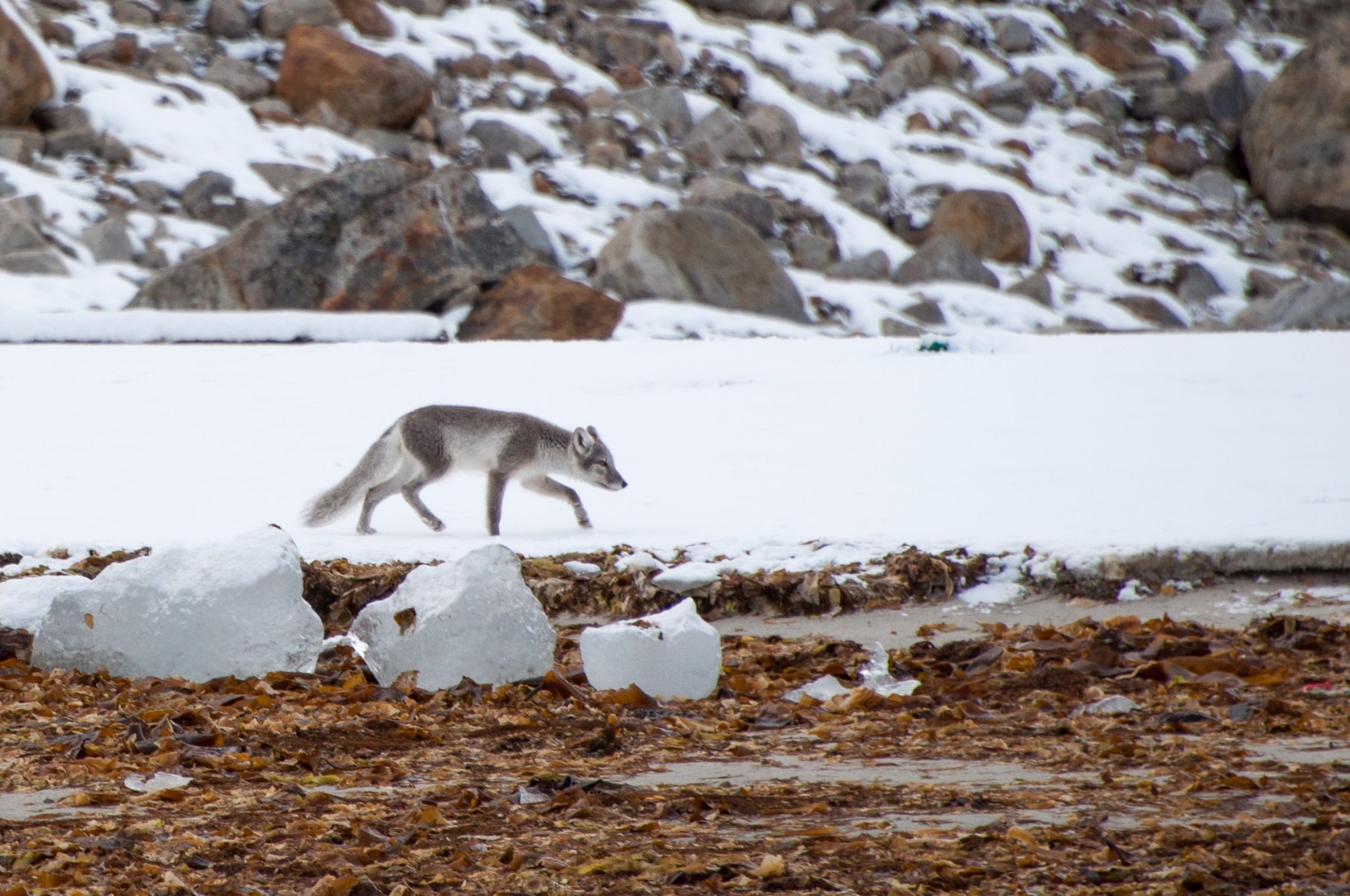 Svalbard in Spring onboard Ocean Explorer | Polar Cruises
