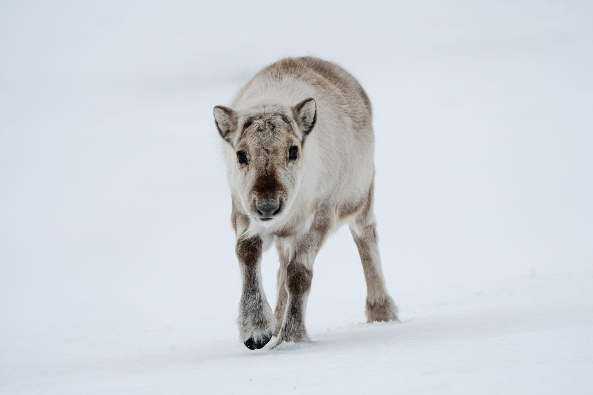 Svalbard - A Premier Arctic Wildlife Destination | Polar Cruises