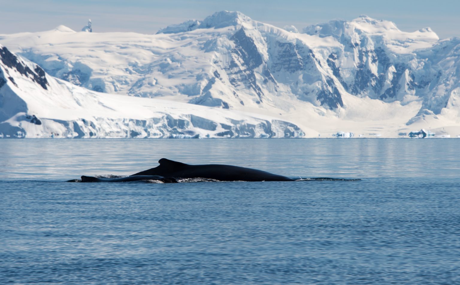 Quest for the Antarctic Circle onboard Expedition | Polar Cruises