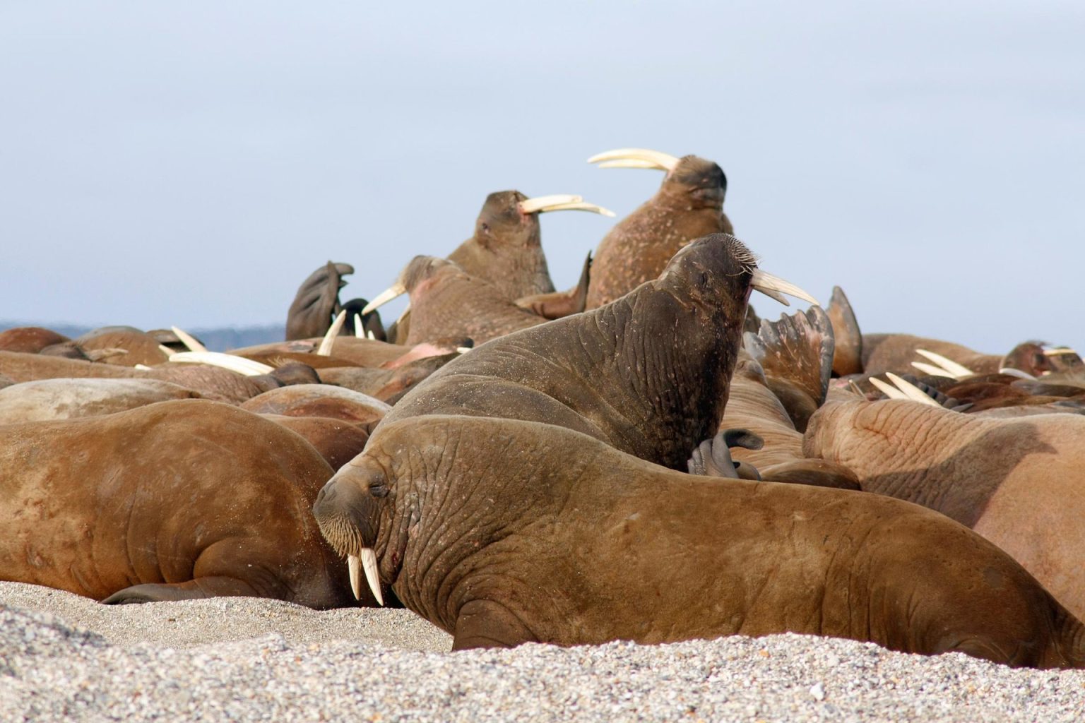 Arctic Highlights: Solar Eclipse onboard Expedition | Polar Cruises